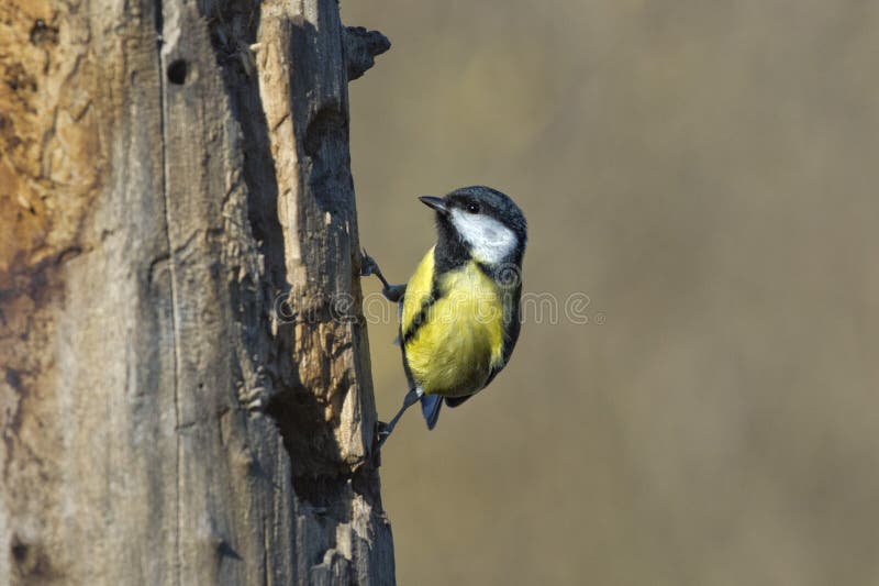 Great Blue Tit Blue Yellow and White Bird Stock Image - Image of animal ...