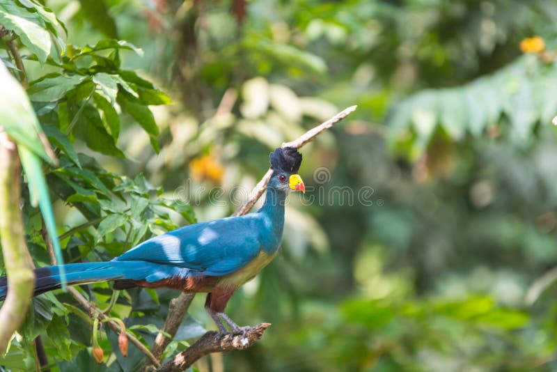 Great blue turaco stock image. Image of animal, clourful - 54439797