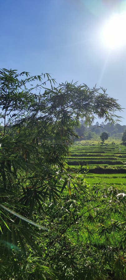 The Great of Bright Sun in the Beautiful Afternoon Stock Photo - Image ...