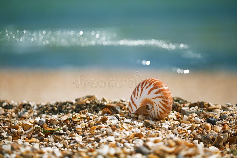 Great British Summer Pebble Beach with Sea Shell Stock Image - Image of ...