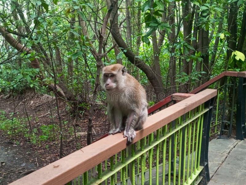 Great brown apes stock image. Image of monkey, afternoon - 307343121