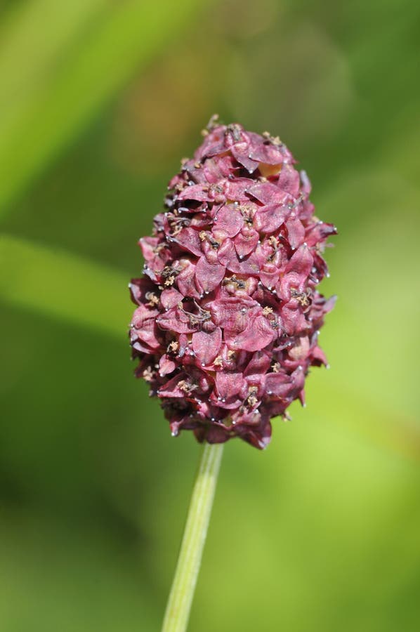Great Burnet Flower stock photo. Image of england, portrait - 36498690