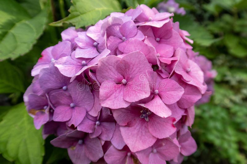 Great Bush of Pink Flower Hydrangea Blooming in the Garden, Close Up ...