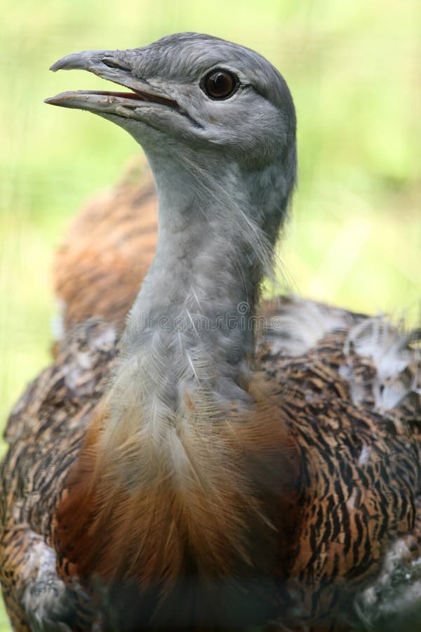 Blue Footed Boobie stock photo. Image of galapagos, stunning - 51047050