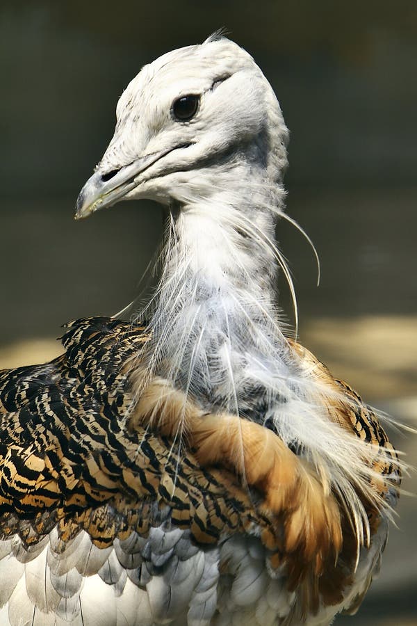 Great bustard stock image. Image of proud, bird, omnivorous - 16273517