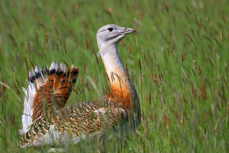 Great Bustard stock photo. Image of wildlife, birdwatching - 22075188