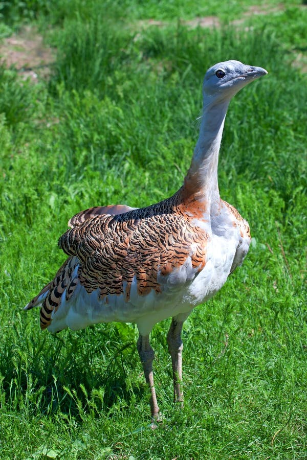 Great bustard stock photo. Image of outdoors, otis, portrait - 38246690
