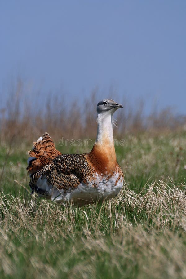 Great bustard stock photo. Image of omnivore, nature, otis - 758980