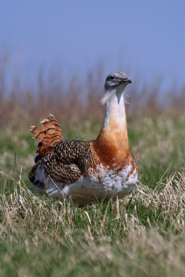 Great bustard stock image. Image of animal, bird, bustard - 758997