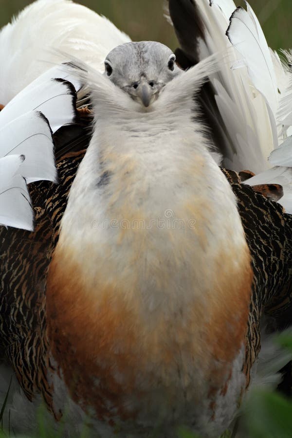 Great bustard stock photo. Image of otis, wooing, moustache - 759024