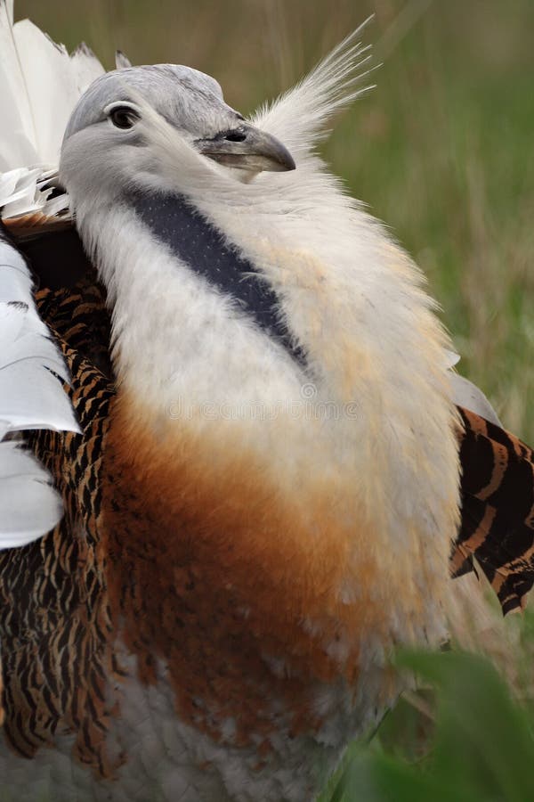 Great bustard stock image. Image of blue, animal, tarda - 759027