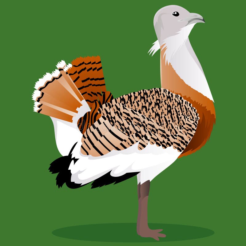 Bustard Bird Stock Illustrations – 132 Bustard Bird Stock Illustrations ...