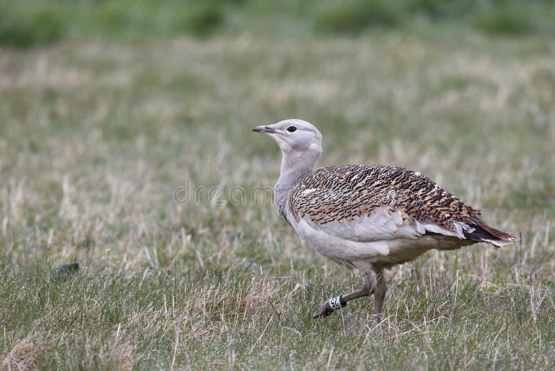 Great bustard, Otis tarda stock photo. Image of nature - 39549988