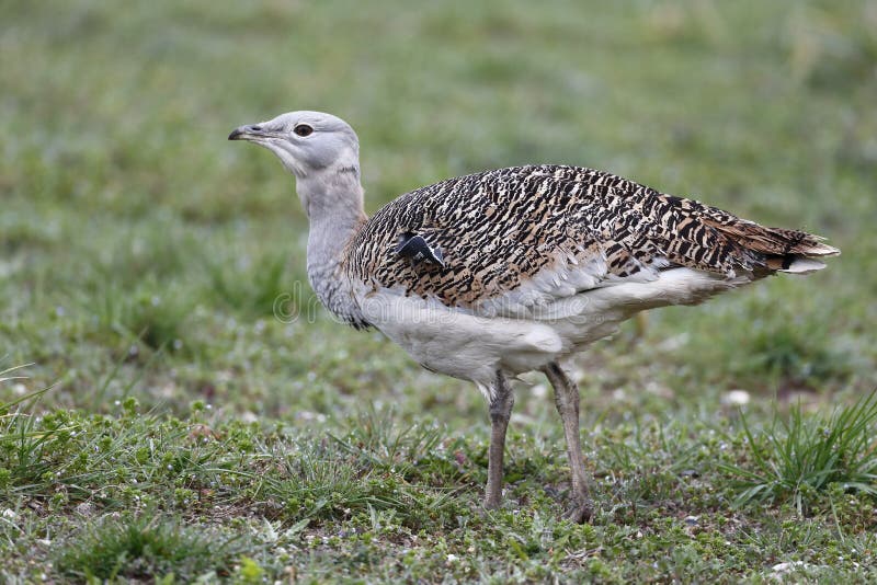 Great bustard, Otis tarda stock photo. Image of bustard - 39550170