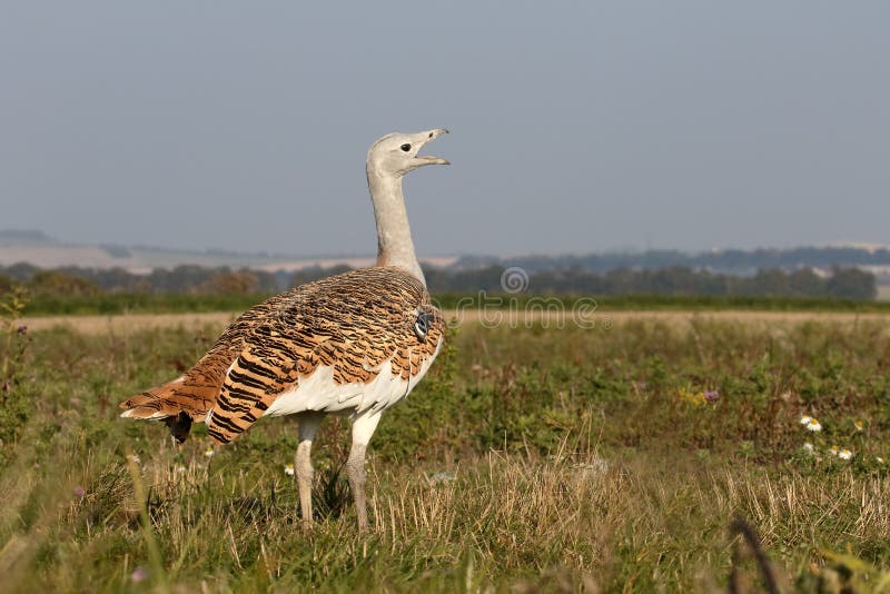 Great bustard, Otis tarda stock image. Image of bustard - 60942353