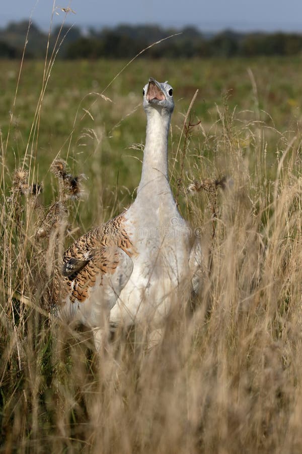 Great bustard, Otis tarda stock image. Image of wildlife - 60942851