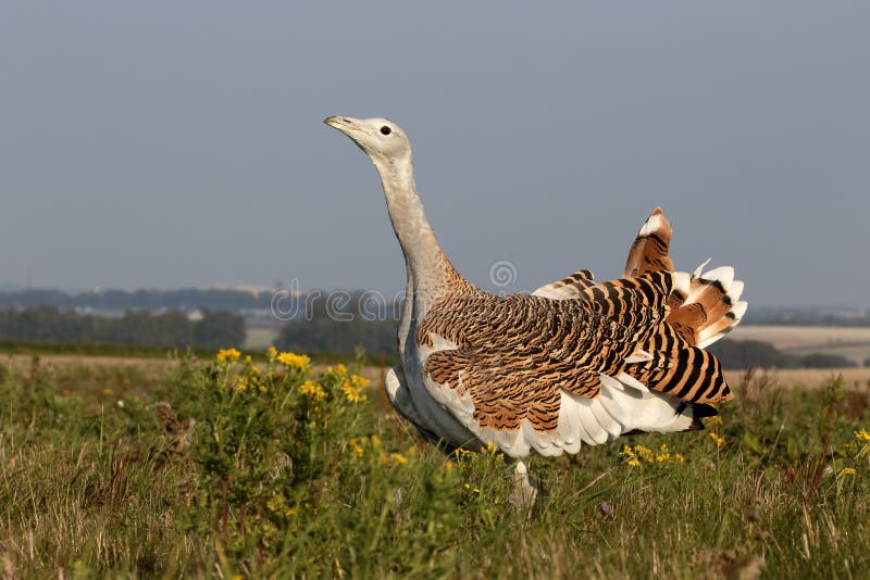 Great bustard, Otis tarda stock photo. Image of bird - 60948800