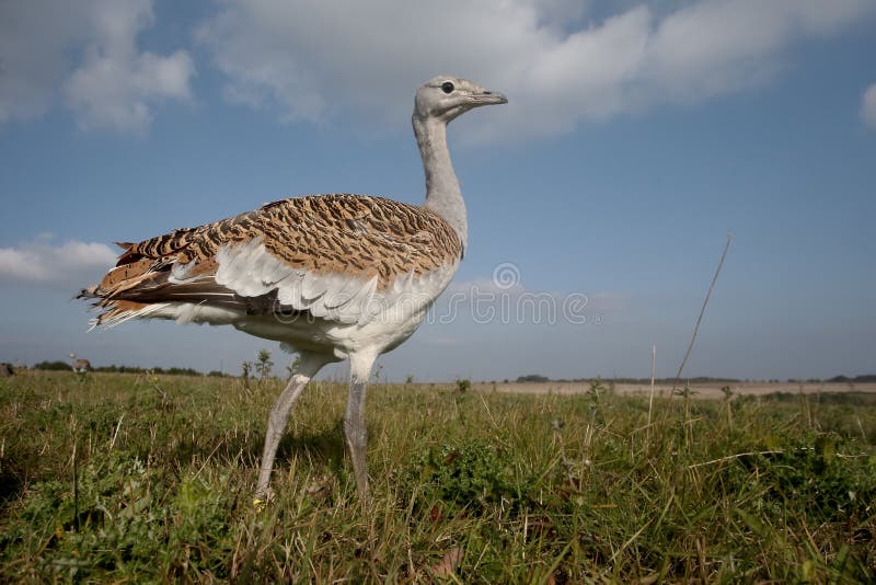 Great bustard, Otis tarda stock photo. Image of grassland - 60949320