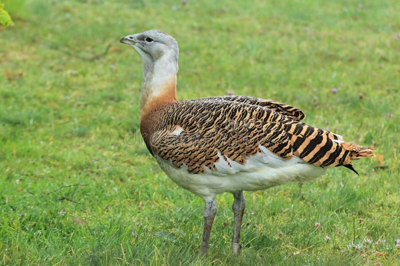 Great bustard stock photo. Image of great, adult, european - 376743694