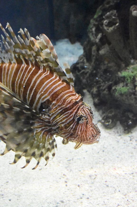 Great Butterfly Cod Swimming Underwater with a Sandy Bottom Stock Image ...