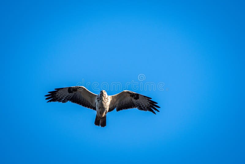 Great Buzzard Flying on Blue Sky Stock Image - Image of black, green ...