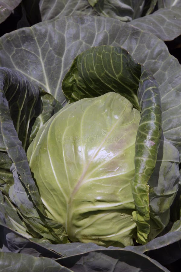 Great Cabbage Head on the Vegetable Garden Stock Photo - Image of green ...