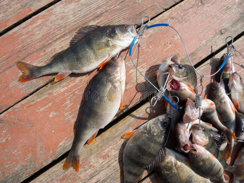 Great catch stock photo. Image of striped, hobbies, leisure - 30328434