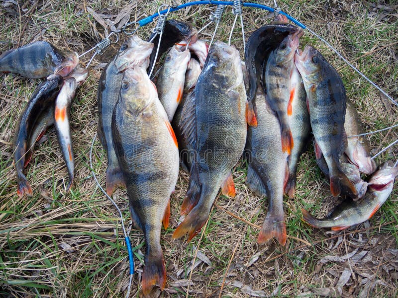 Great catch stock photo. Image of fitness, large, holiday - 30328436