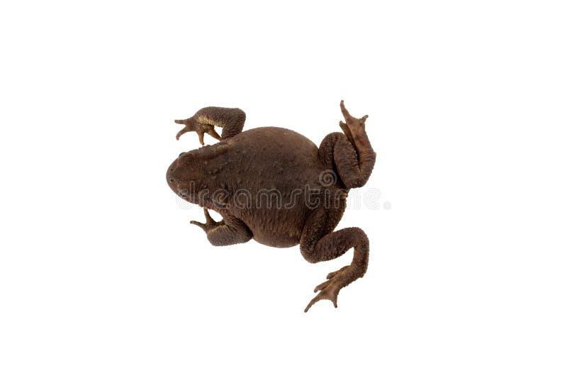 Great Caucasian Earthen Toad Isolated on White Background Close Up Top ...