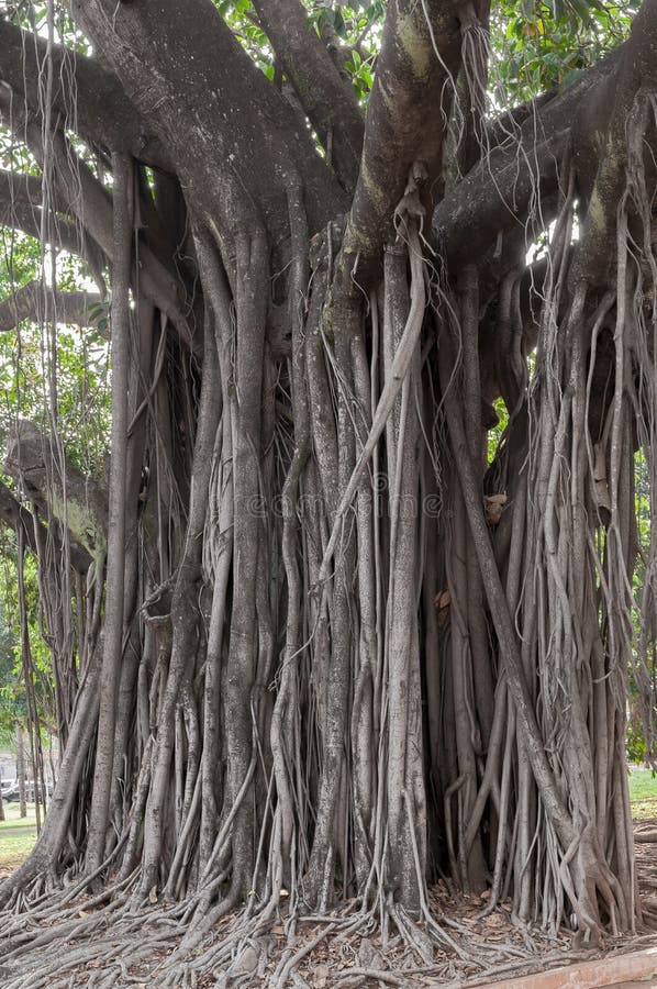 Great Centennial Tree with Huge Aerial Roots Stock Photo - Image of ...