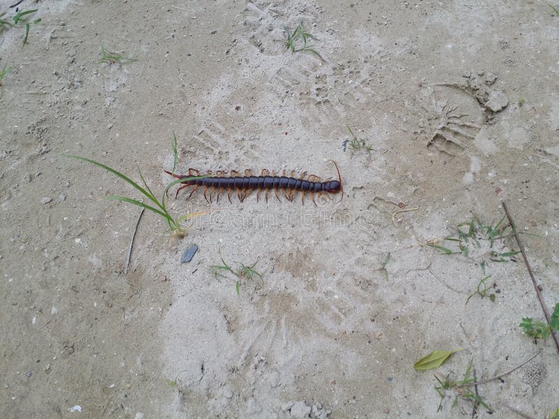 Great centipede stock image. Image of centipade, foot - 102071651