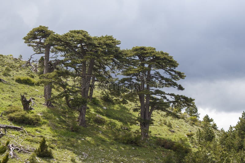 Great Centuries-old Pine Trees on the Summits of the Mountains and an ...