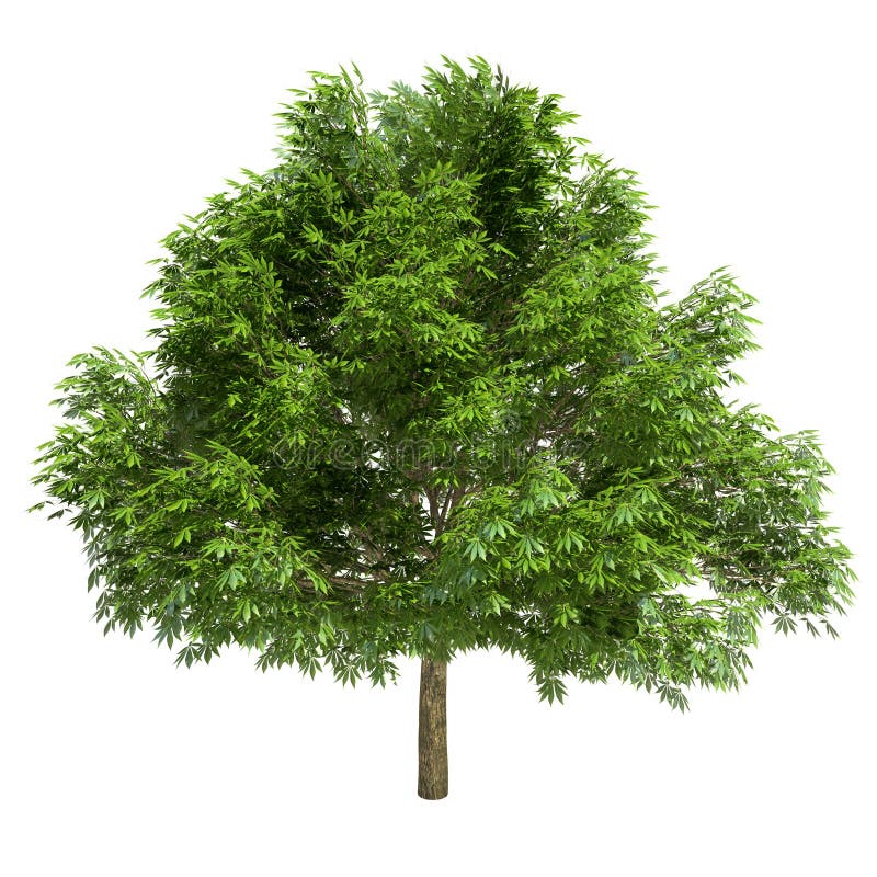 Great Chestnut Tree Isolated Stock Illustration - Illustration of ...