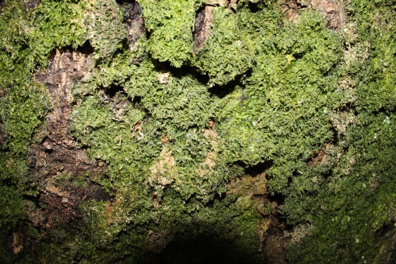Dark Moss Close Up stock photo. Image of wall, natural - 116720798