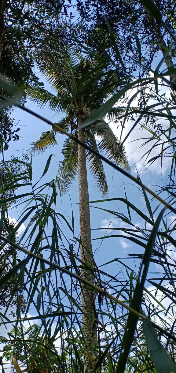 The great coconut tree stock image. Image of flower - 264191983