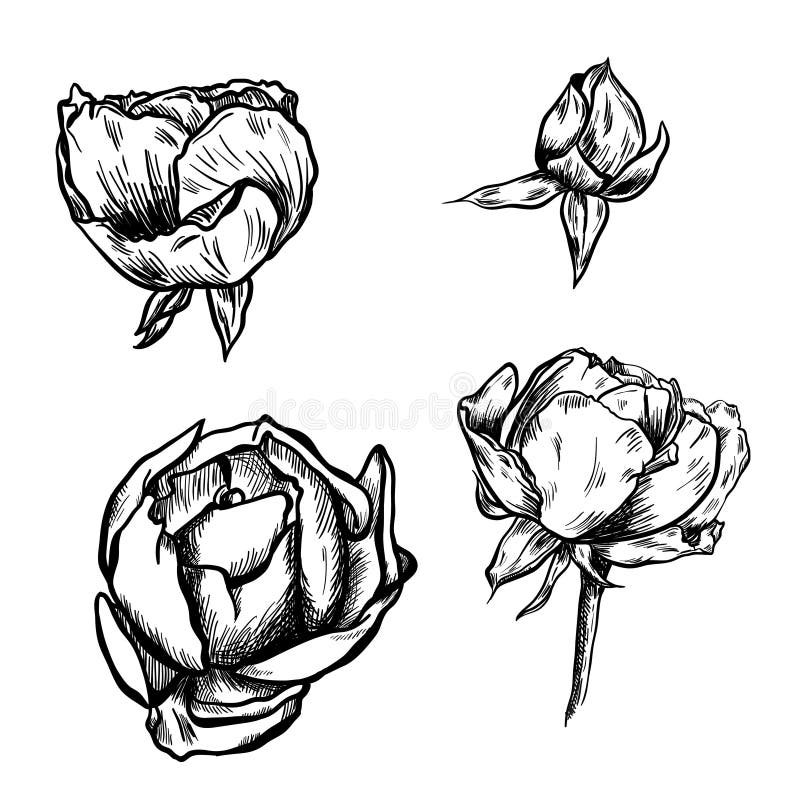Great Collection of Highly Detailed Hand Drawn Roses Isolated on White ...