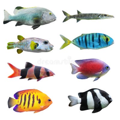 Great Collection of a Tropical Fish. Stock Photo - Image of fauna ...