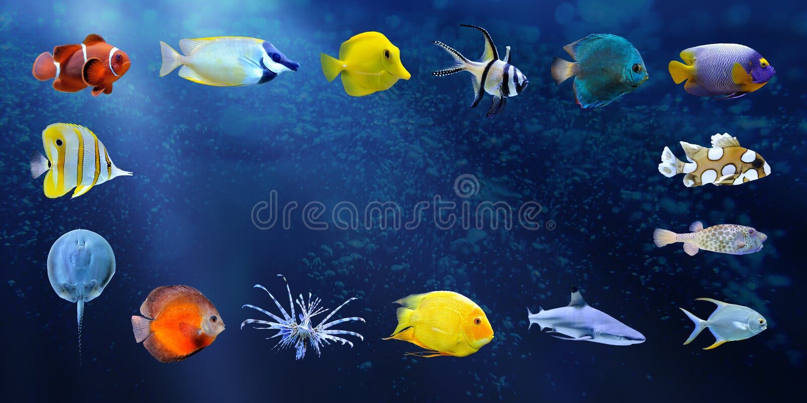 Tropical fish stock photo. Image of beauty, beautiful - 26149826