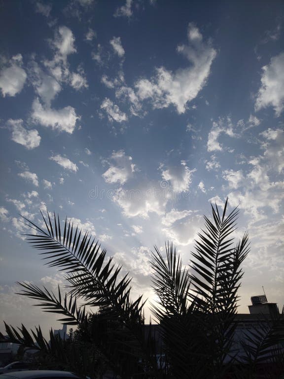 Great Combination of Palm Trees and Blue Sky Stock Image - Image of ...