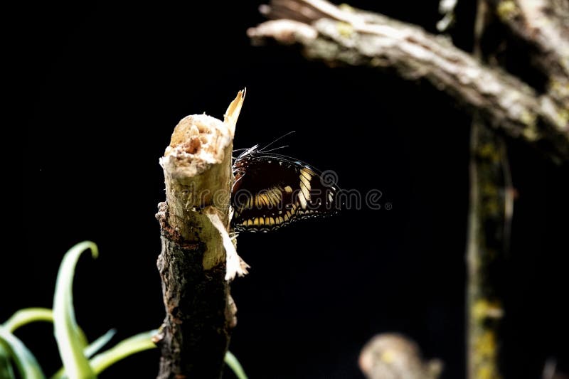Great, Common Eggfly or Blue Moon Butterfly Stock Image - Image of ...