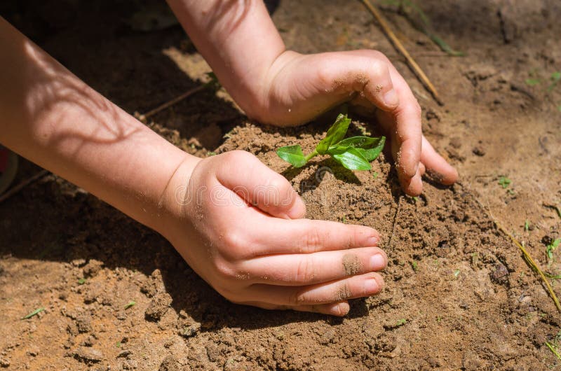 Great Concept of Sustainability. Child`s Hand Planting a Tree Stock ...