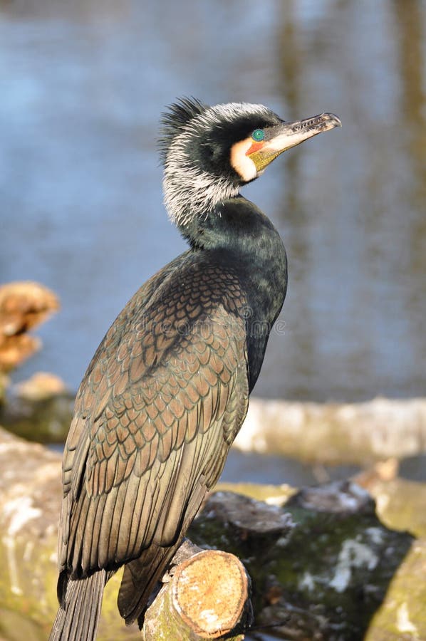 Great Cormoran (Phalacrocorax Carbo) Stock Photo - Image of black ...
