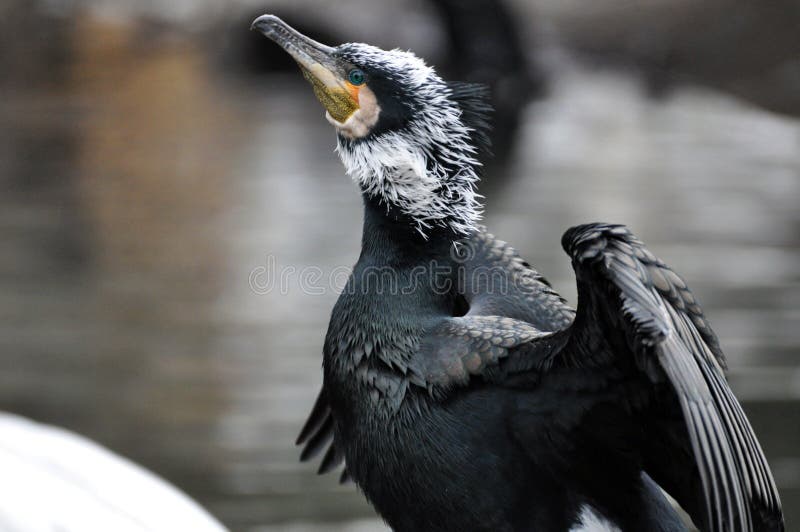 Great Cormoran (Phalacrocorax Carbo) Stock Image - Image of europe ...