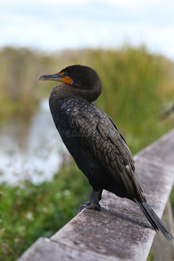 Great Cormoran stock photo. Image of national, wildlife - 107362156