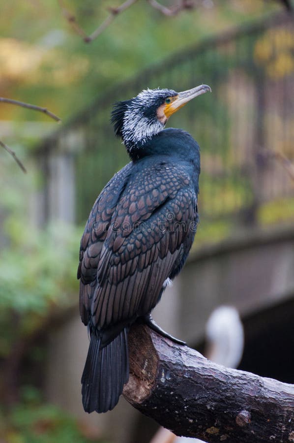 Great Cormoran stock photo. Image of diving, europe, perch - 35587228