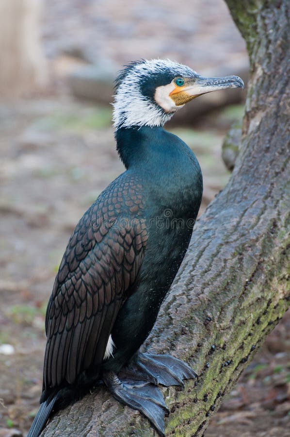 Great Cormoran stock image. Image of kormoran, pelican - 36168893