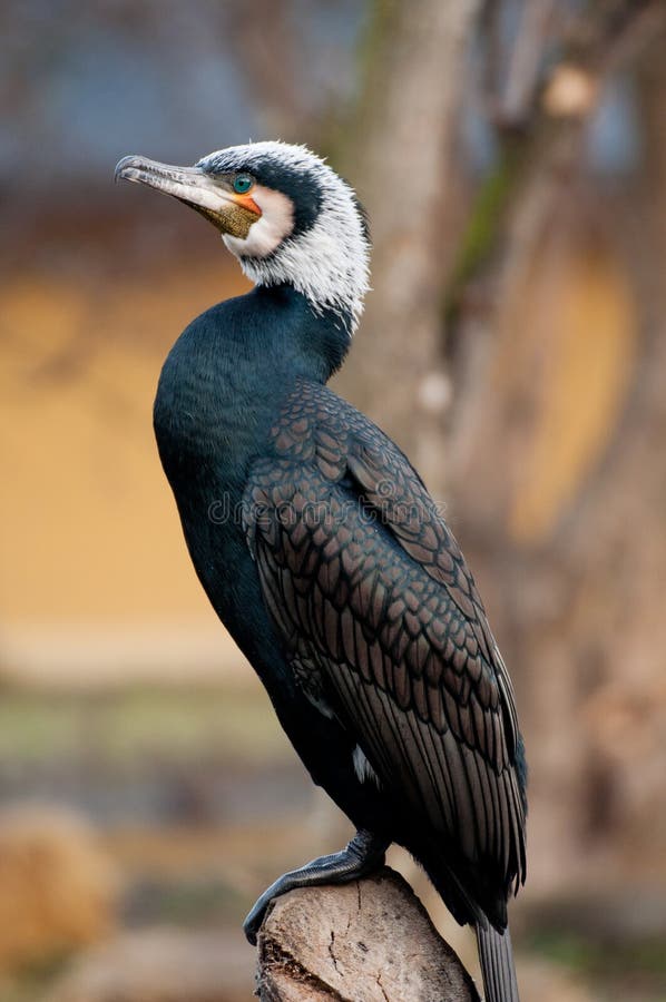 Great Cormoran stock image. Image of pacific, conservation - 36445801