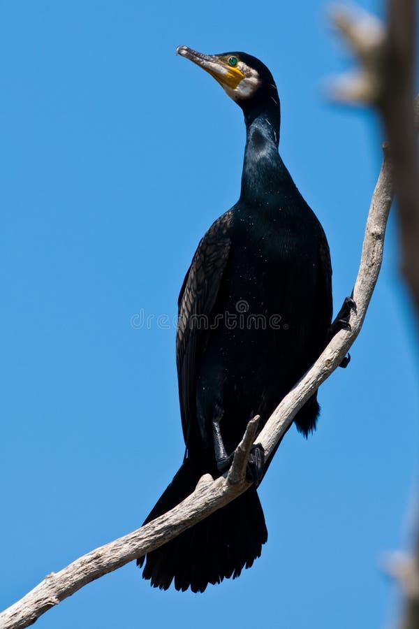 Great Cormorant Chicks stock image. Image of nest, great - 10950877