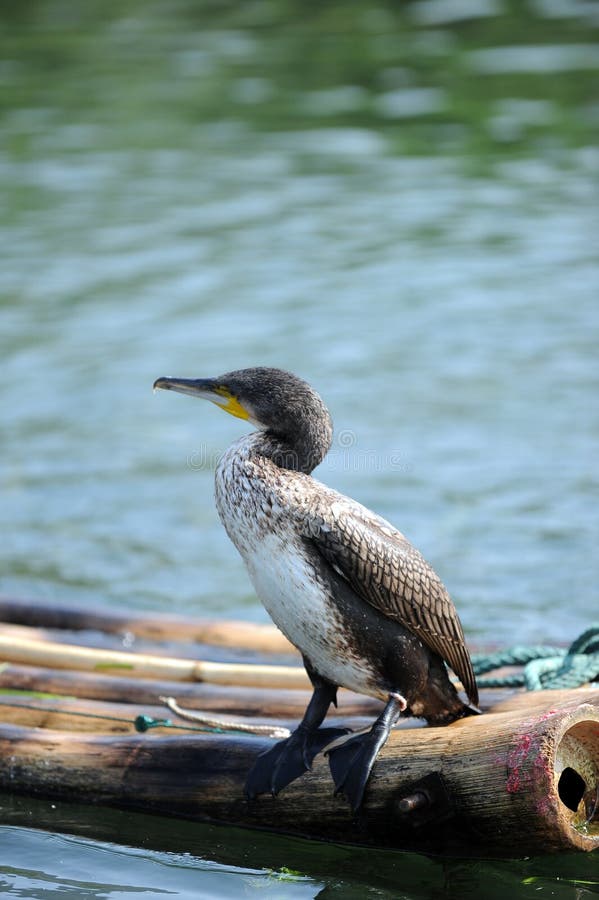 Great Cormorant stock image. Image of cormorant, water - 16643105