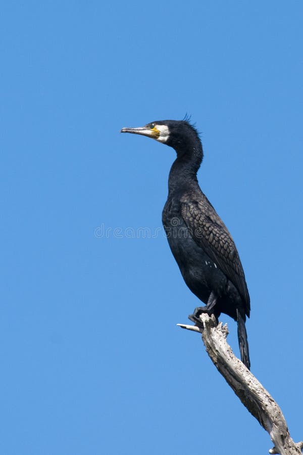 Great Cormorant Chicks stock image. Image of nest, great - 10950877
